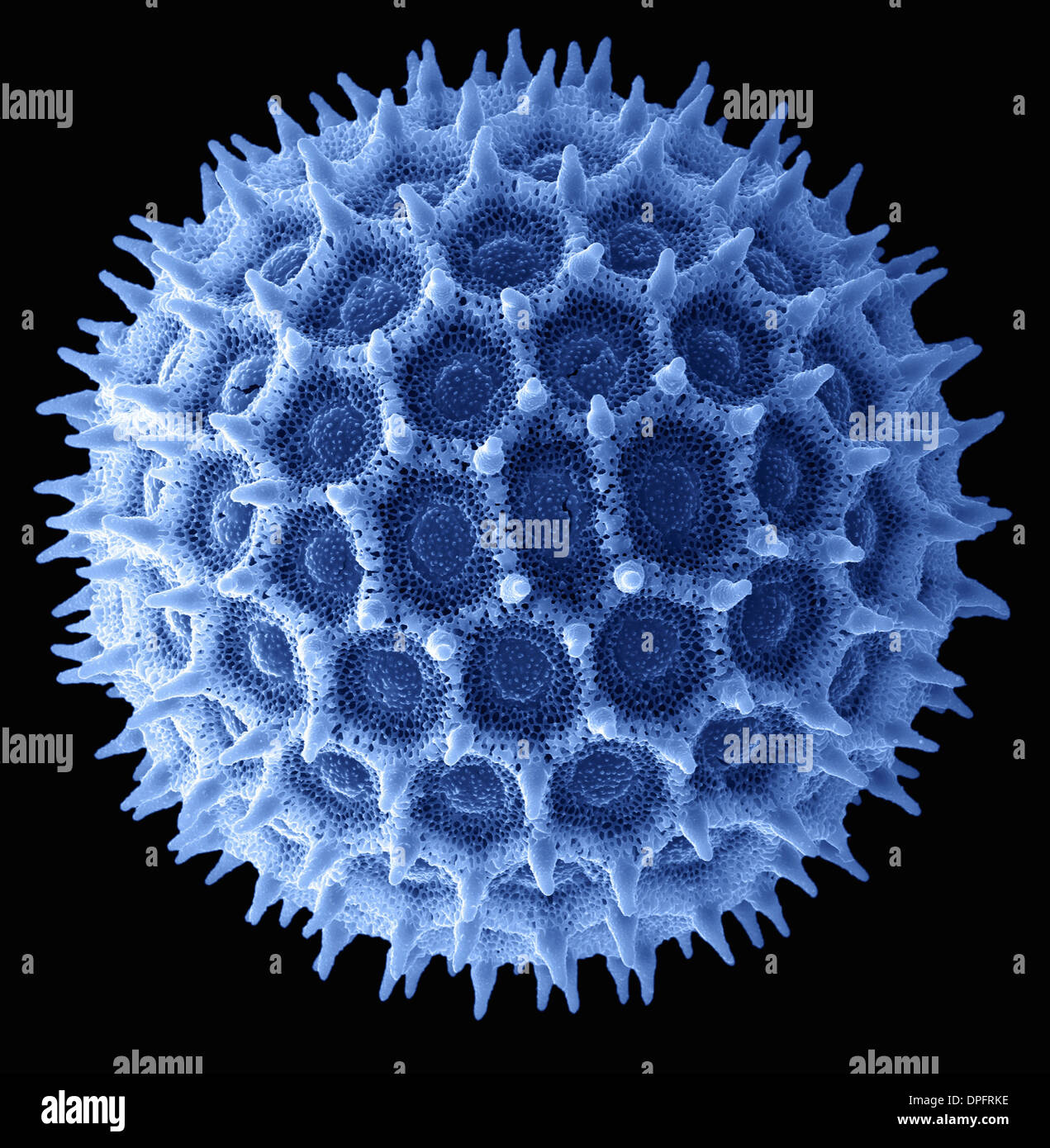 Pollen sem hi-res stock photography and images - Alamy
