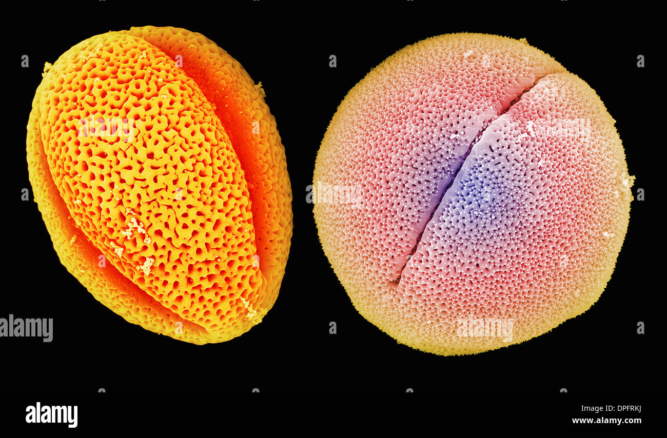 Plant pollen microscopic hi-res stock photography and images - Alamy