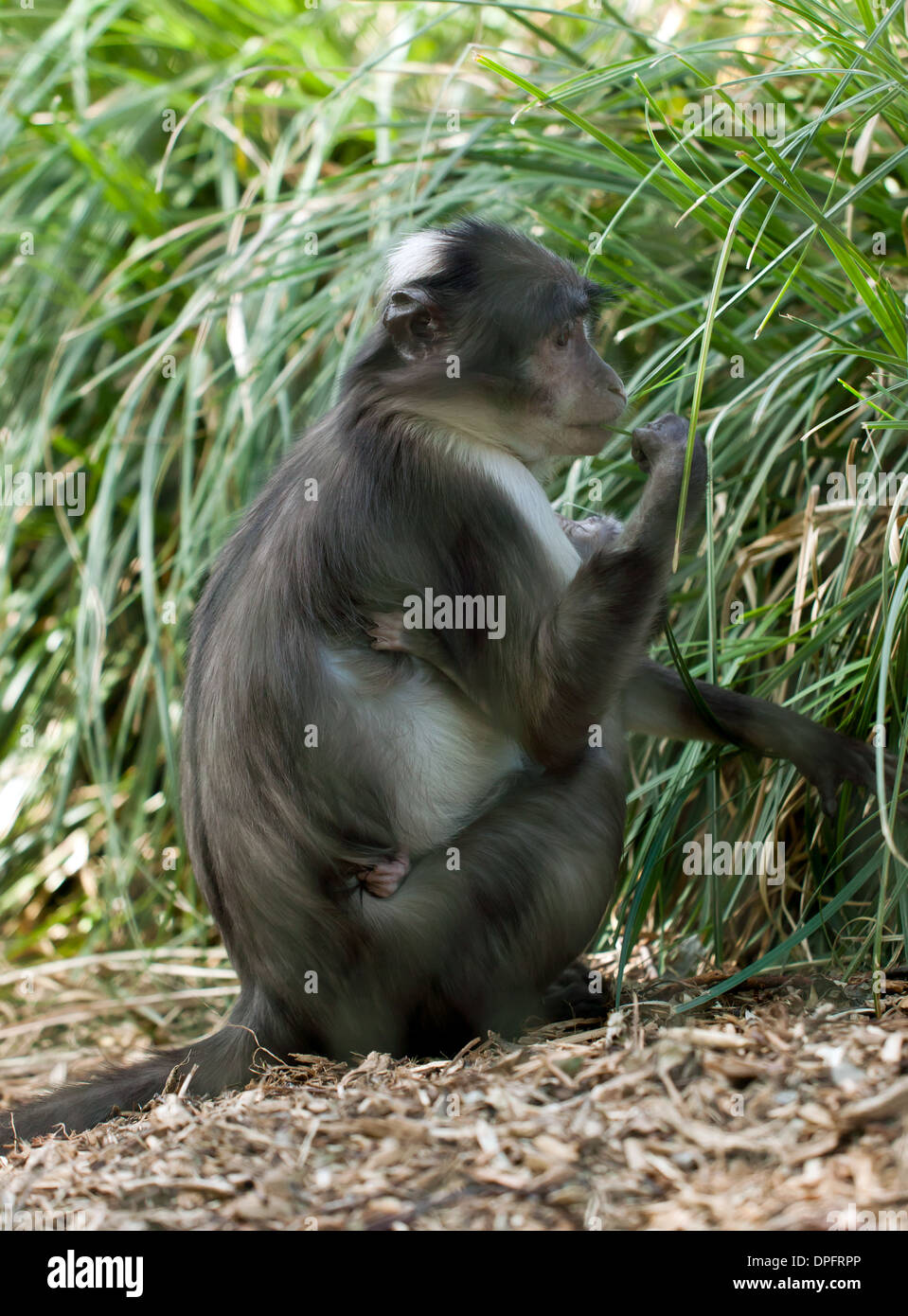 Female macaque hi-res stock photography and images - Alamy