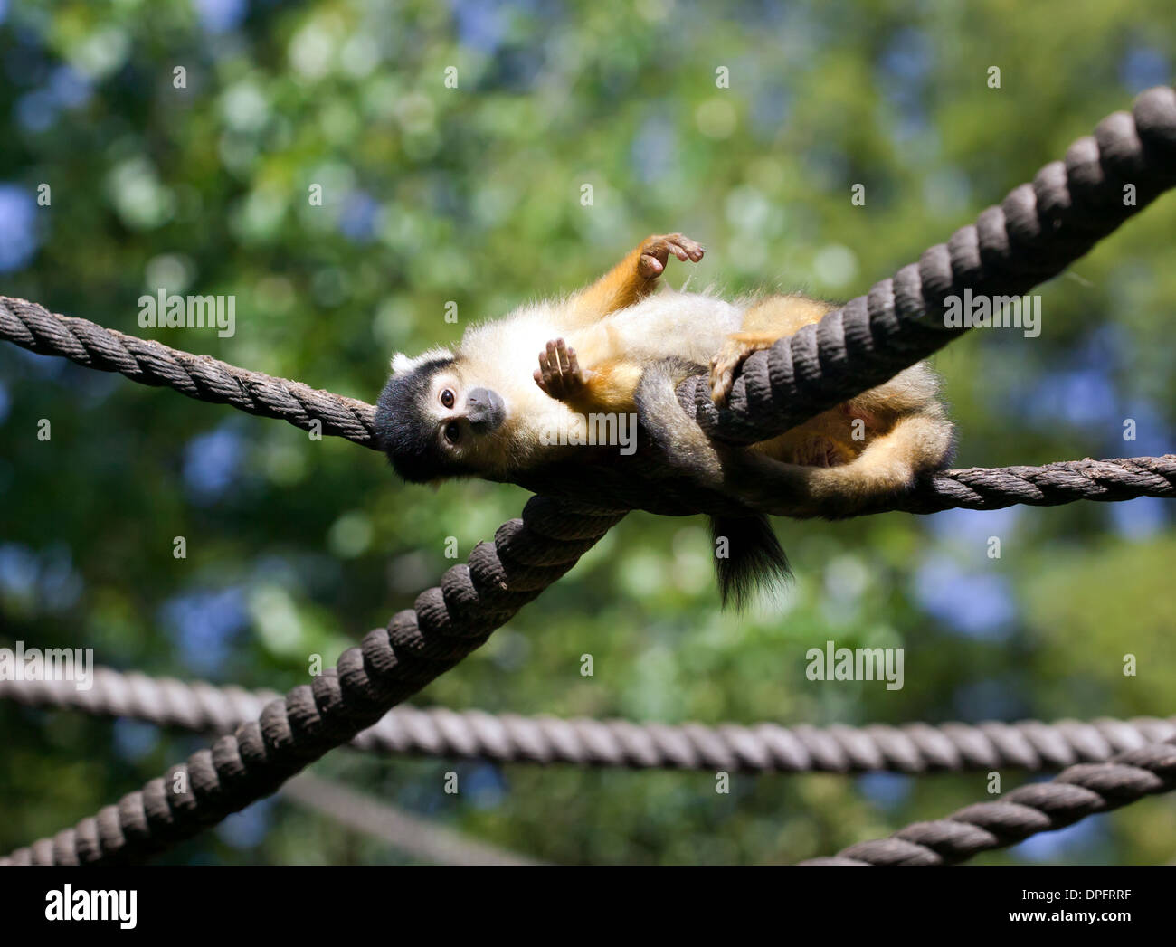Monkey tail hi-res stock photography and images - Alamy