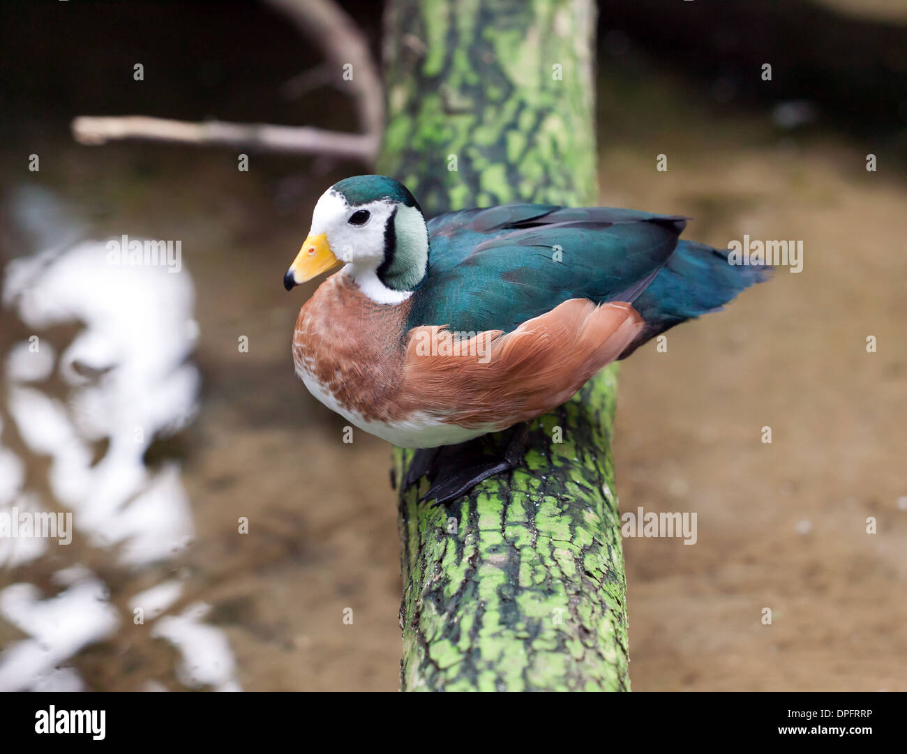 African pygmy goose hi-res stock photography and images - Alamy