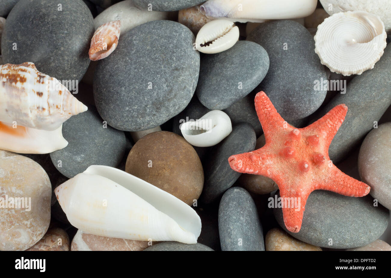 Pebble rocks beach starfish star fish hi-res stock photography and ...