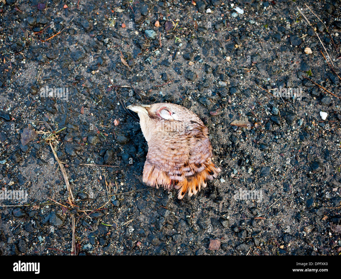 Pheasant head on footpath.England, UK Stock Photo - Alamy