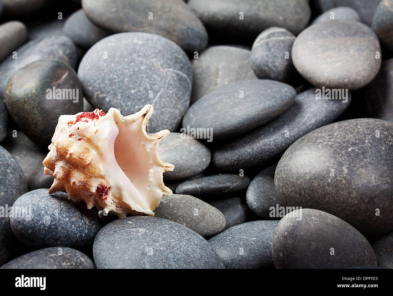 Gray white shell hi-res stock photography and images - Alamy