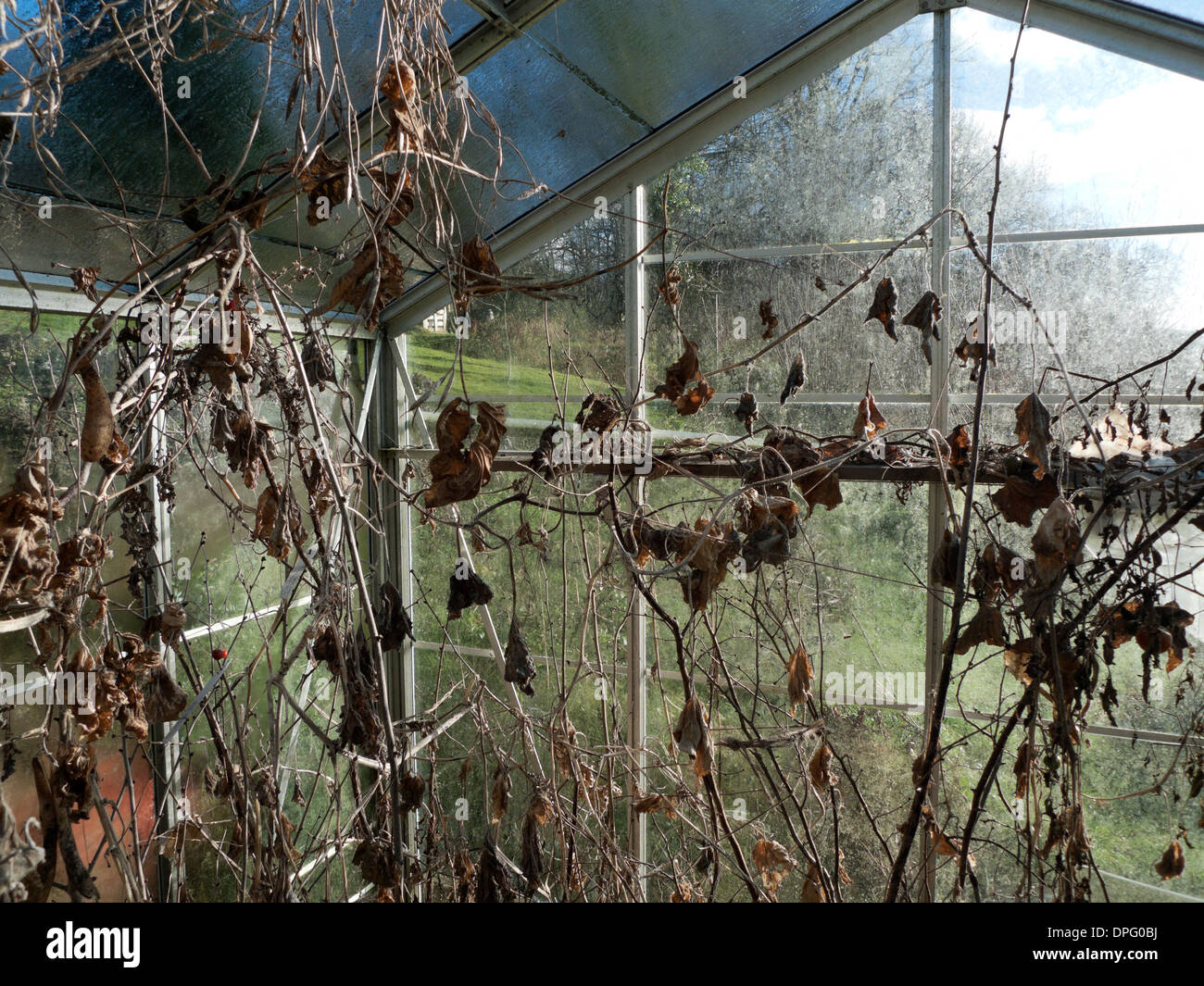 Greenhouse with old shrivelled dead dry brown tomato & cucumber plants ...