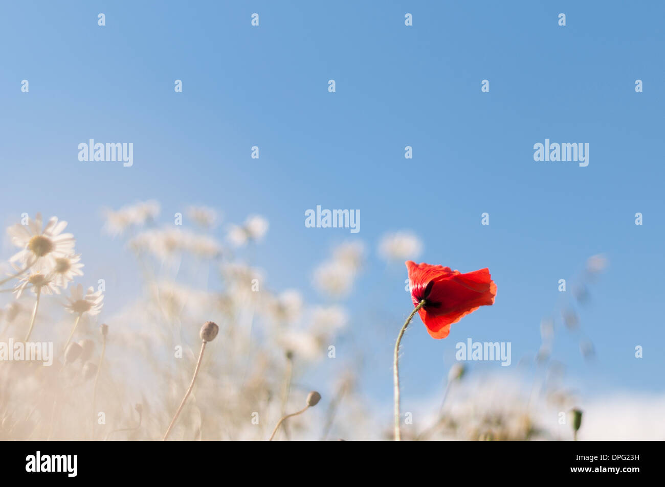 Worms view of poppy hi-res stock photography and images - Alamy