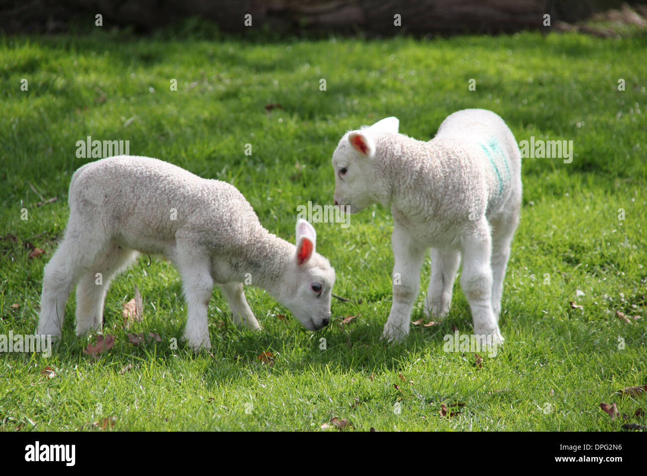 Lambs green hi-res stock photography and images - Alamy
