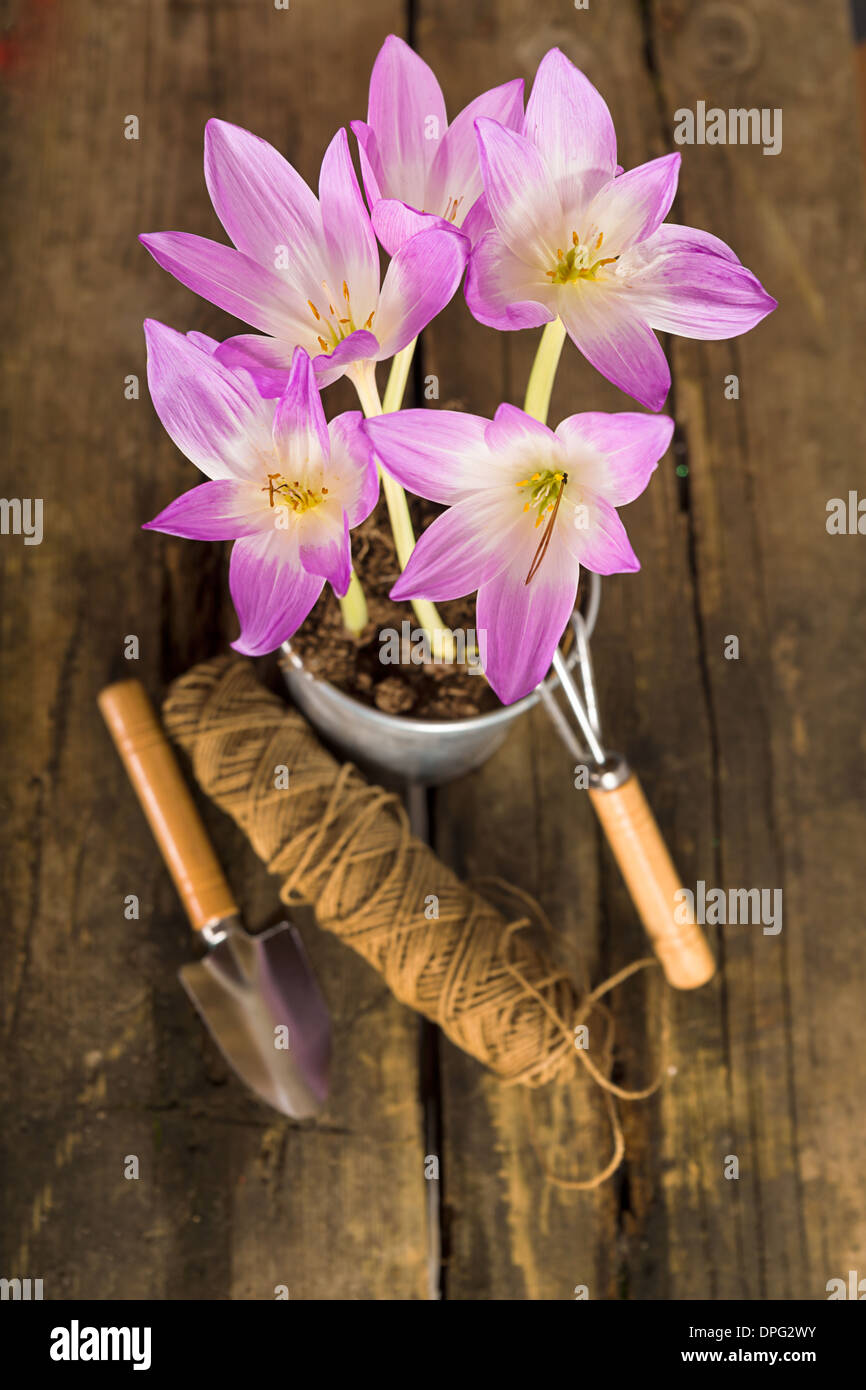 Lawn composition hi-res stock photography and images - Alamy