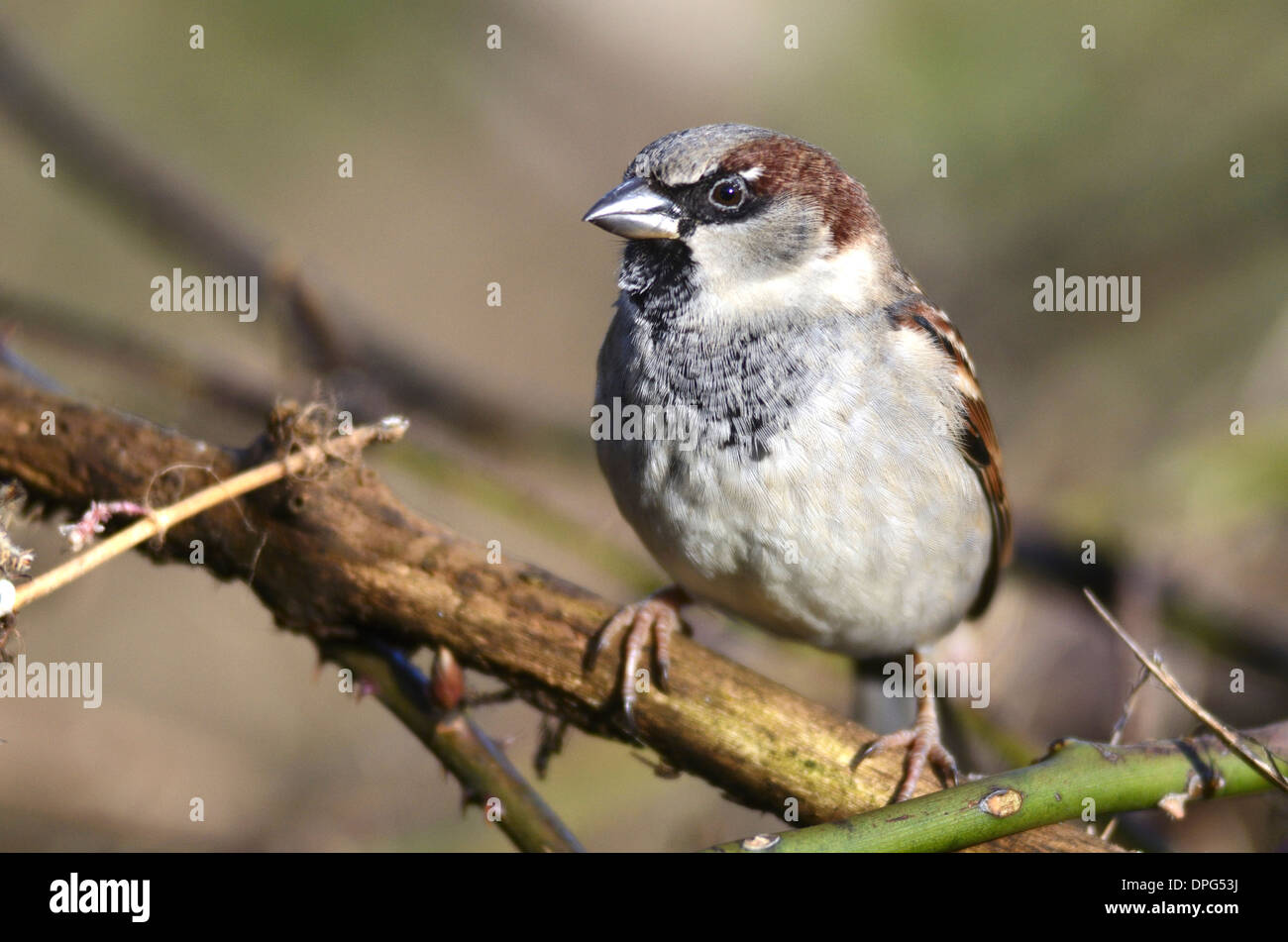 Male house sparrow hi-res stock photography and images - Alamy