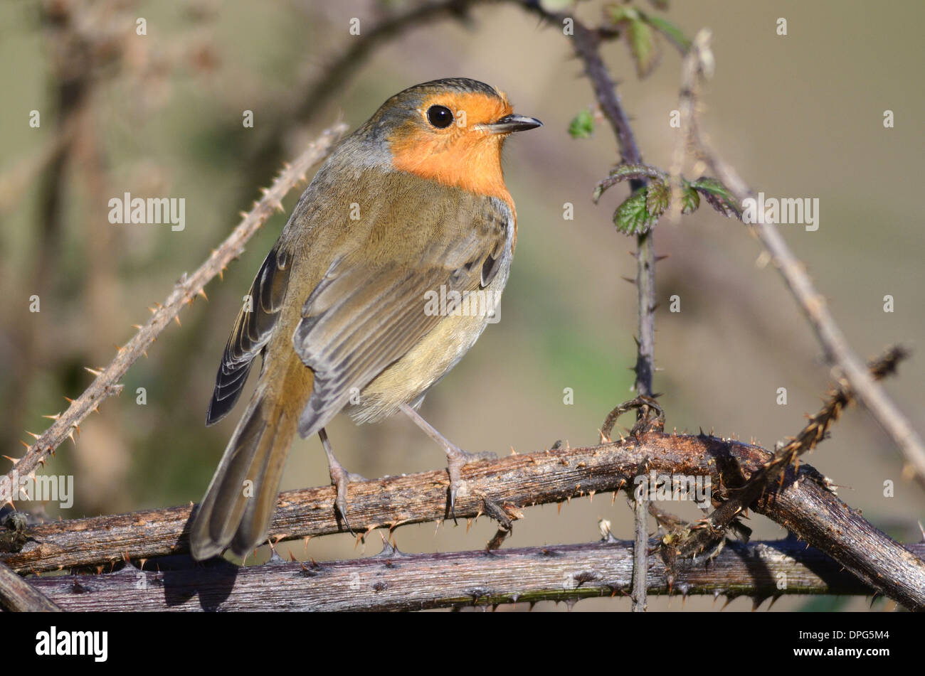 Stick pile in garden hi-res stock photography and images - Alamy