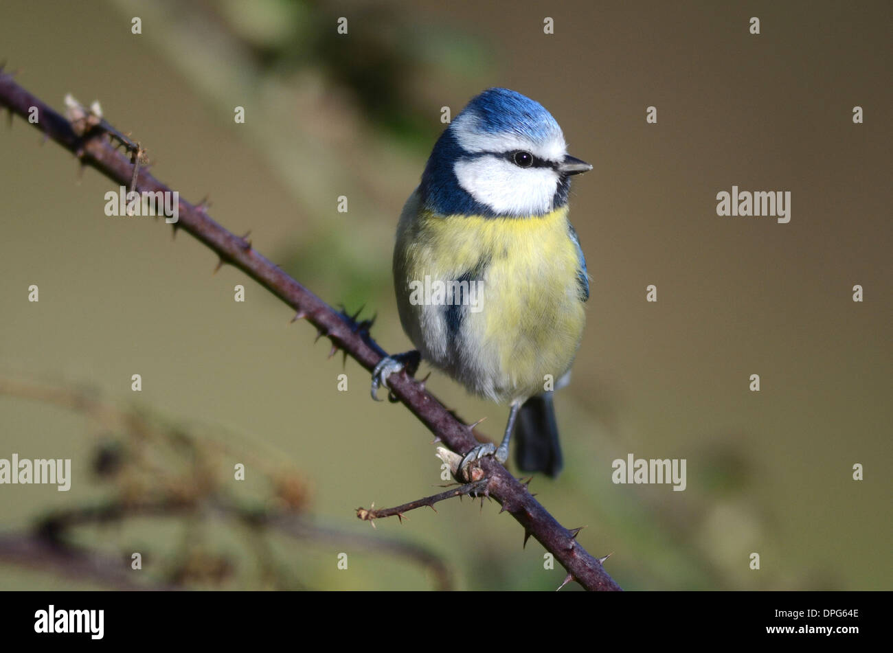 A blue tit on a bramble UK Stock Photo - Alamy