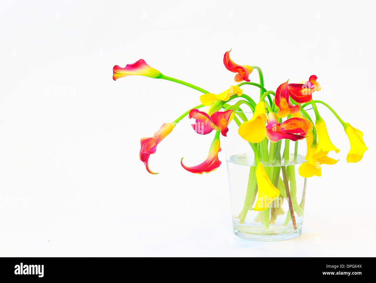 Calla lilies garden Cut Out Stock Images & Pictures - Alamy