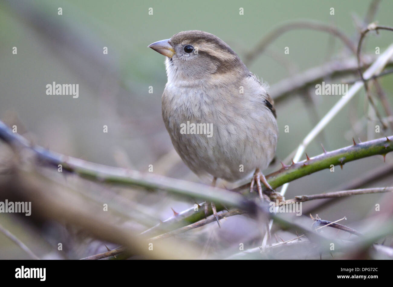 Female sparrow bird hi-res stock photography and images - Alamy