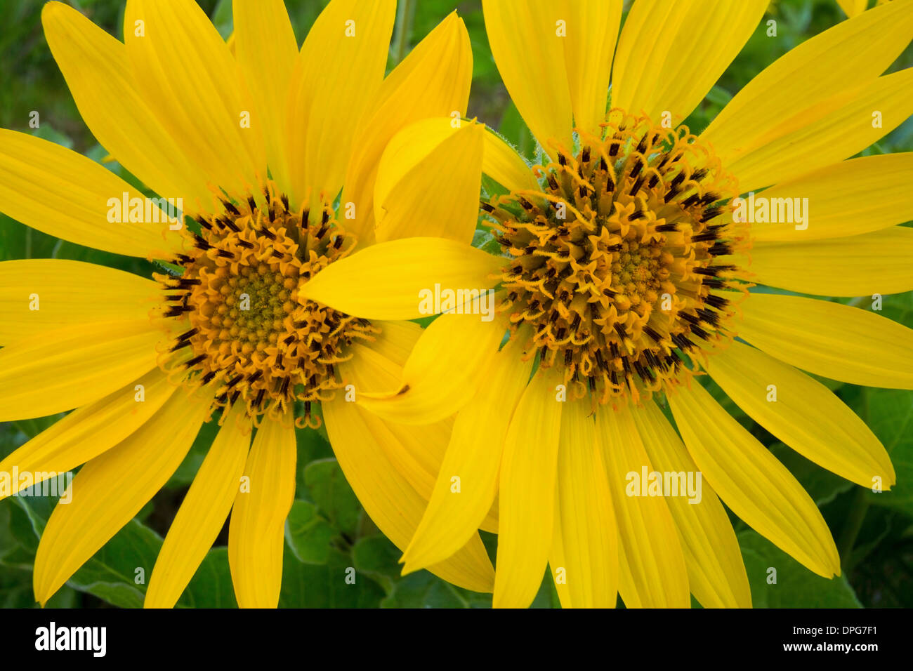 Balsamroot (Balsamorhiza sagittata) growing in the hills above the Hood ...