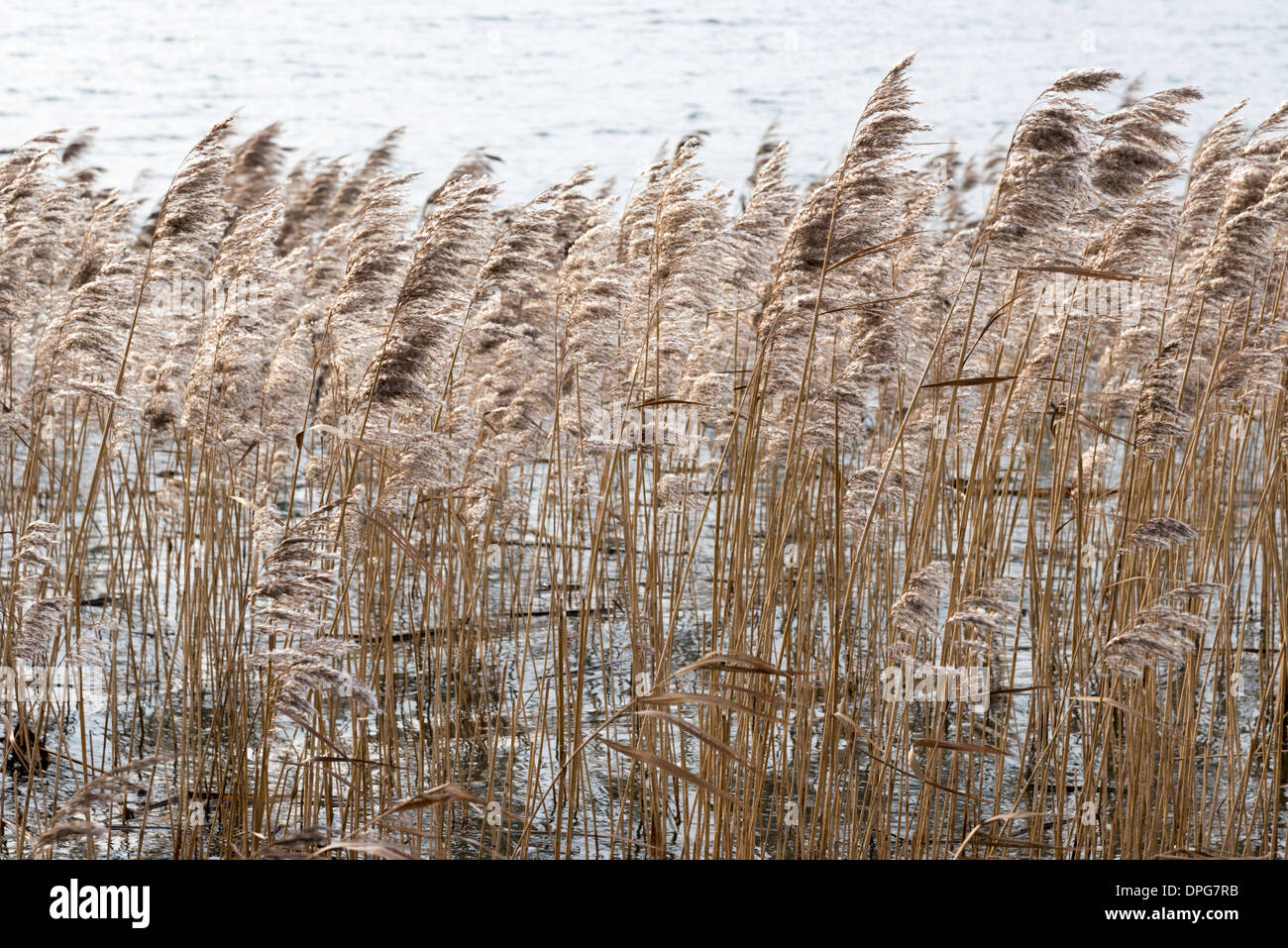 Cambridgeshire fens winter hi-res stock photography and images - Alamy