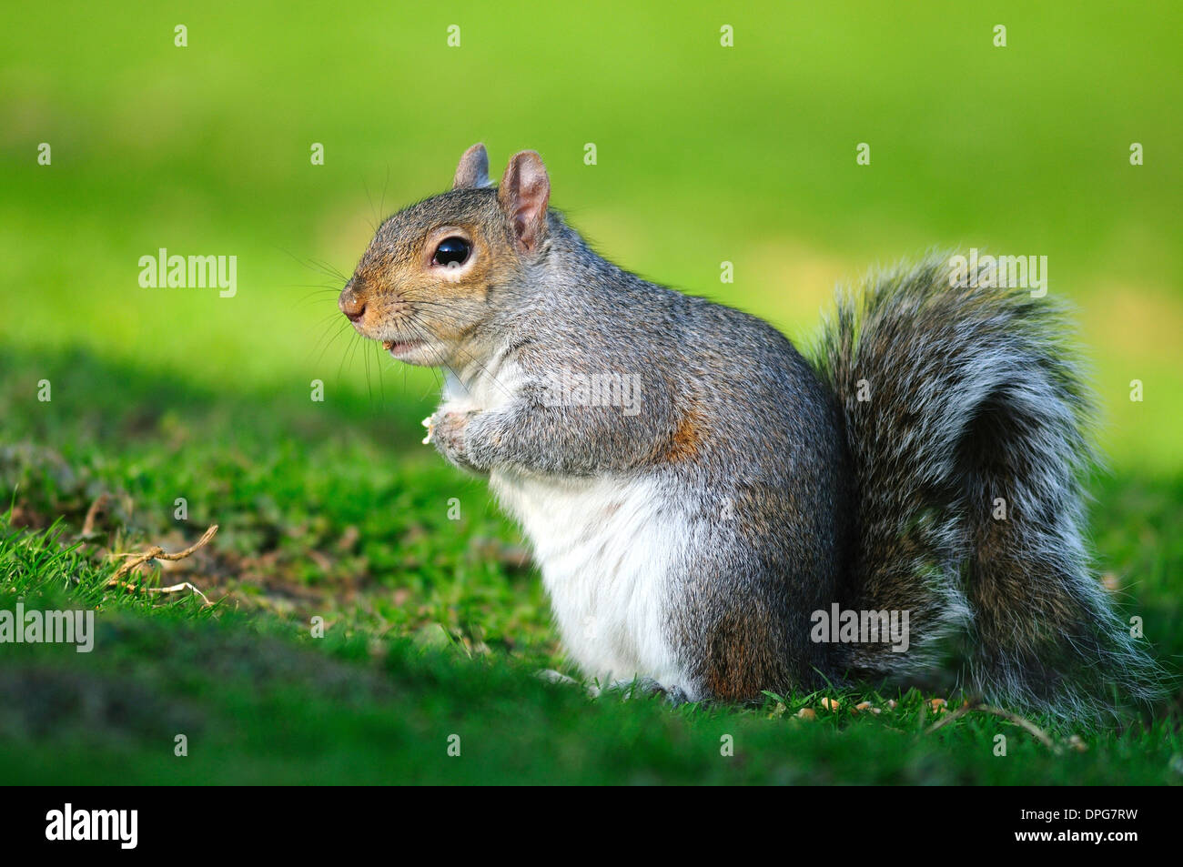 Field squirrel hi-res stock photography and images - Alamy