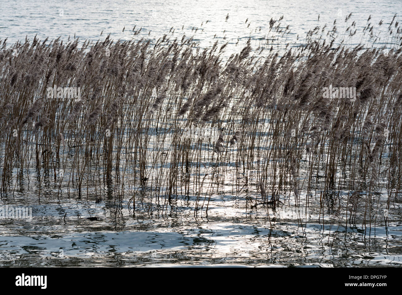 Fenland reeds hi-res stock photography and images - Alamy