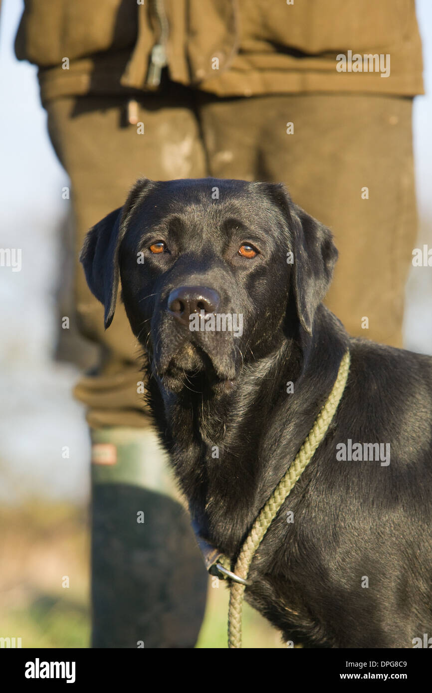 A Black Labrador Retriever with its owner on a pheasant shoot in ...