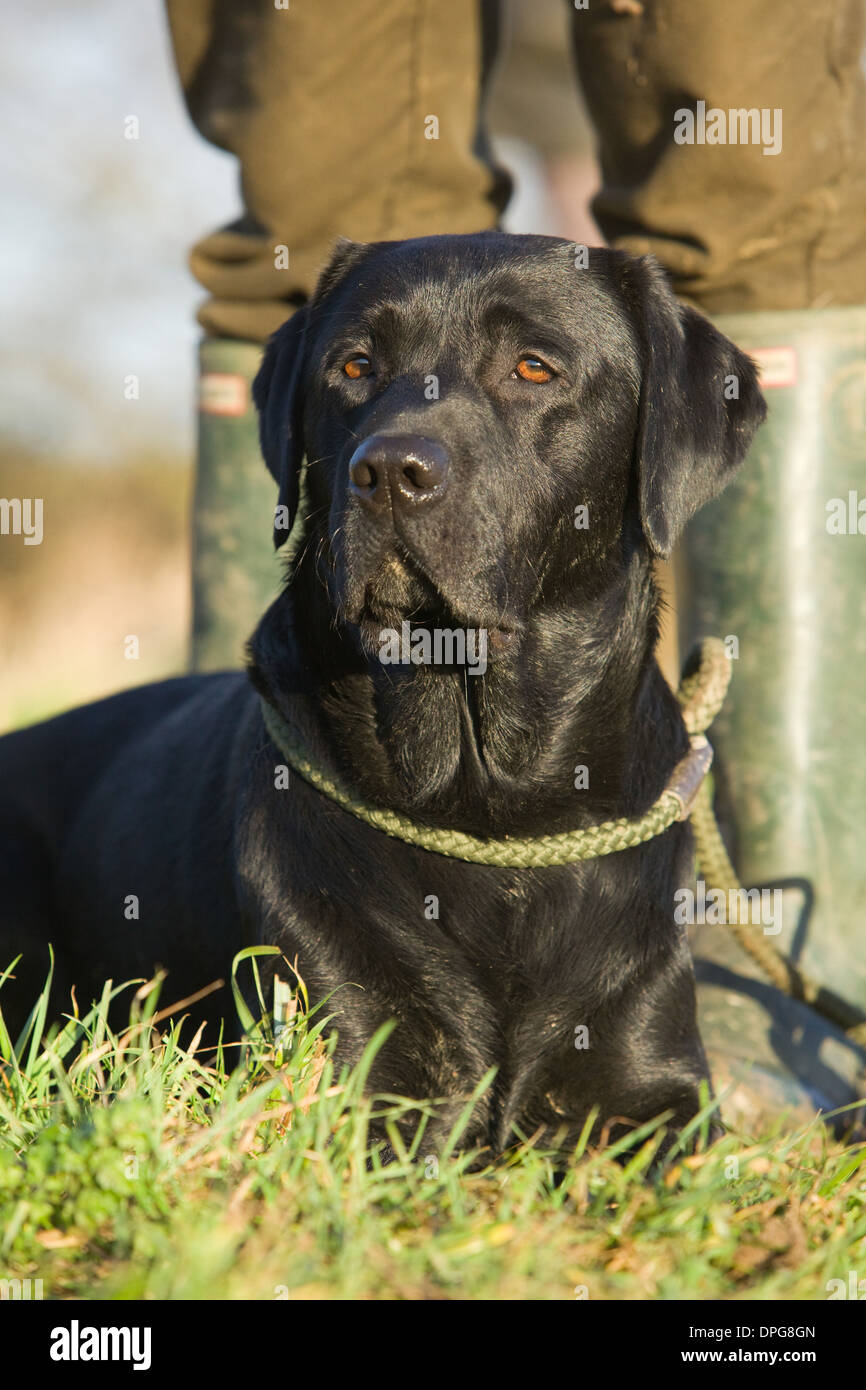 A Black Labrador Retriever with its owner on a pheasant shoot in ...