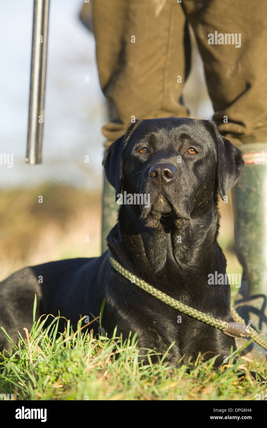 A Black Labrador Retriever with its owner on a pheasant shoot in ...
