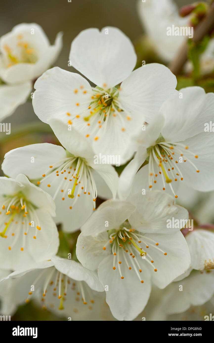 Cherry orchard usa hi-res stock photography and images - Alamy