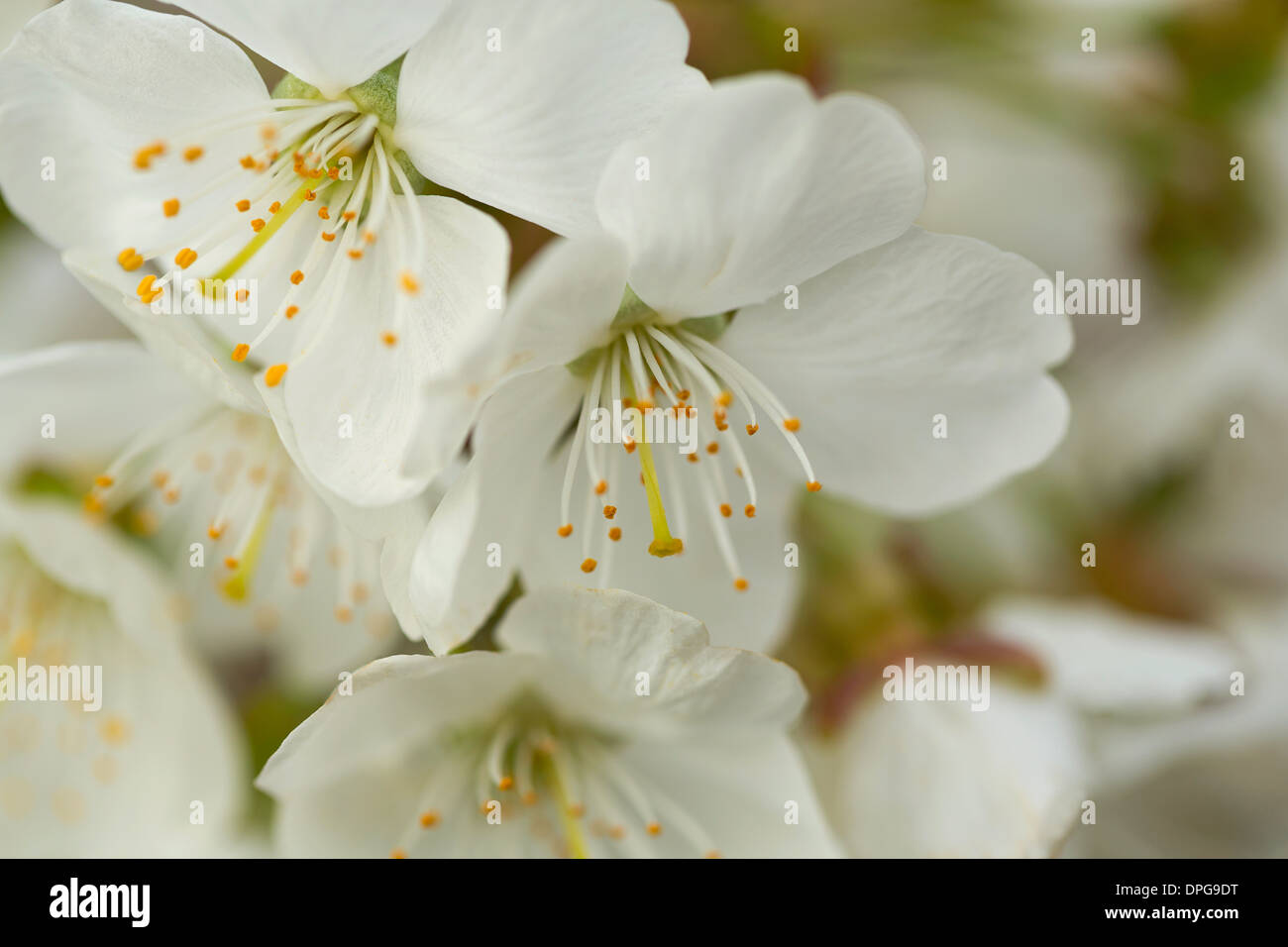 Spring cherry blossoms near the Columbia River Gorge, Oregon. USA Stock ...