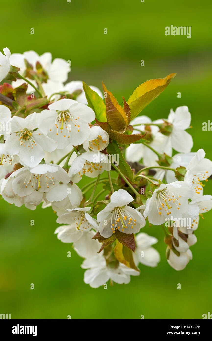 Cherry orchard usa hi-res stock photography and images - Alamy