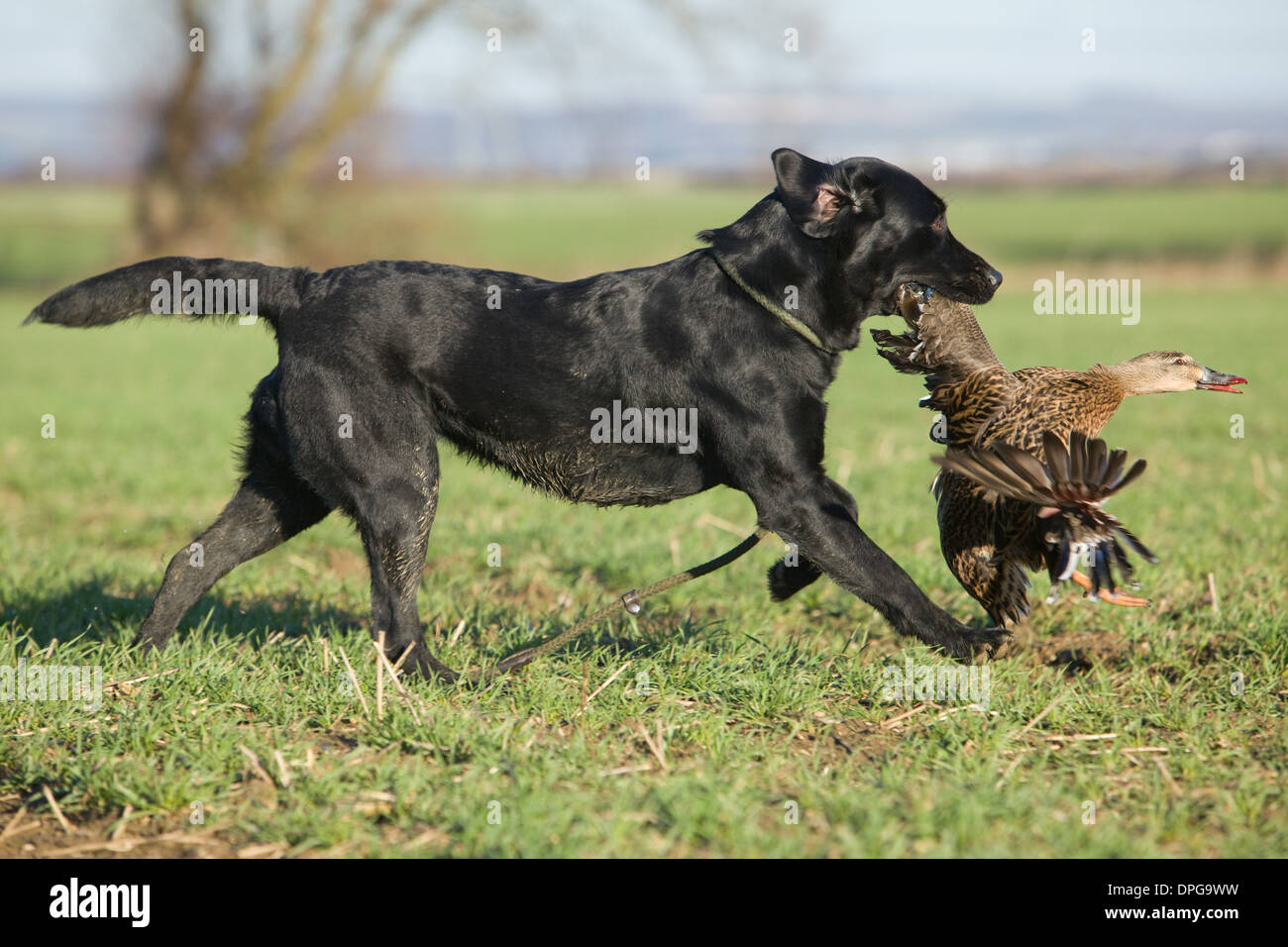Labrador retriever with duck hi-res stock photography and images - Alamy