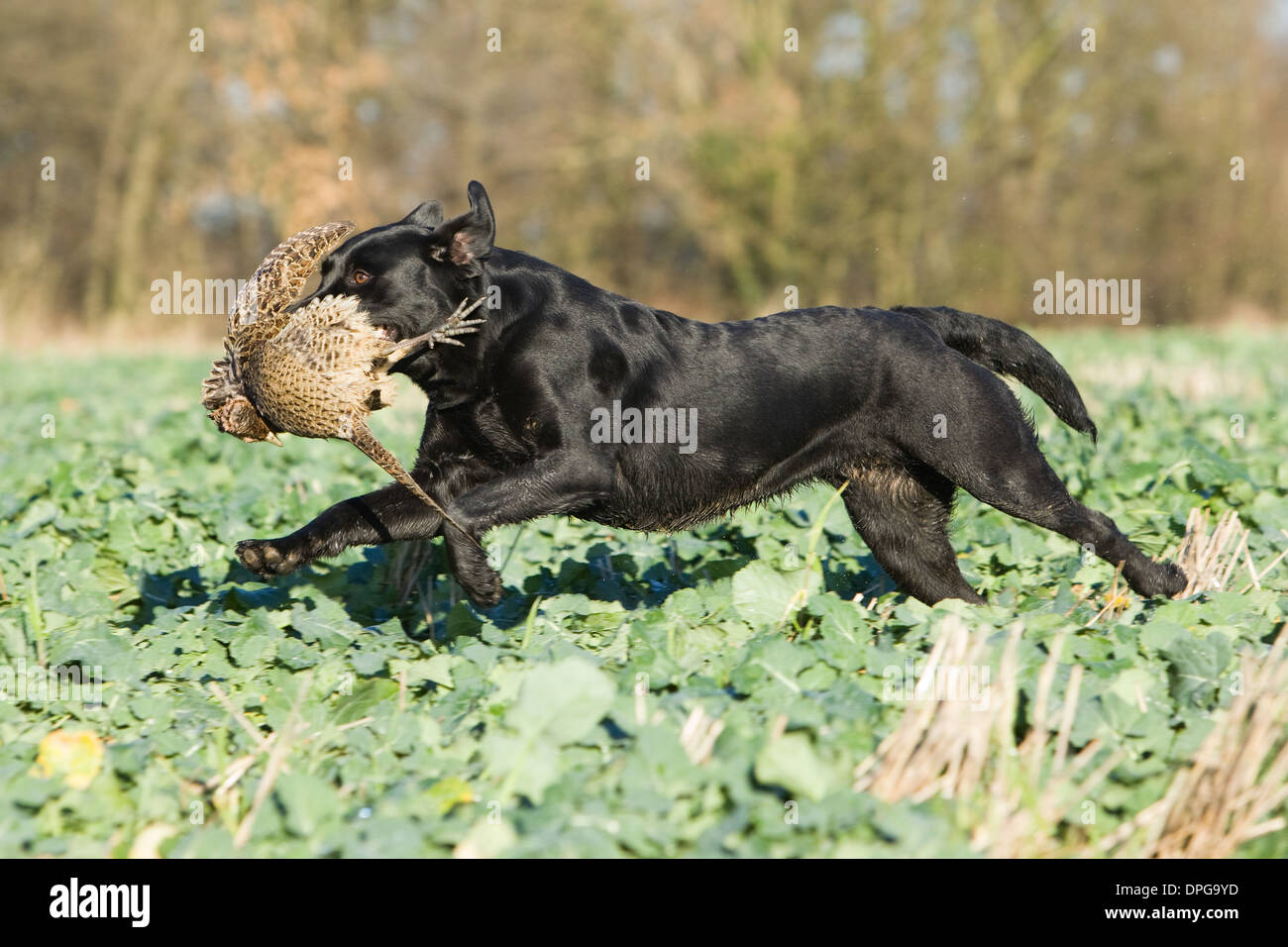 A Black Labrador Retriever retrieving a pheasant on a shoot in England ...
