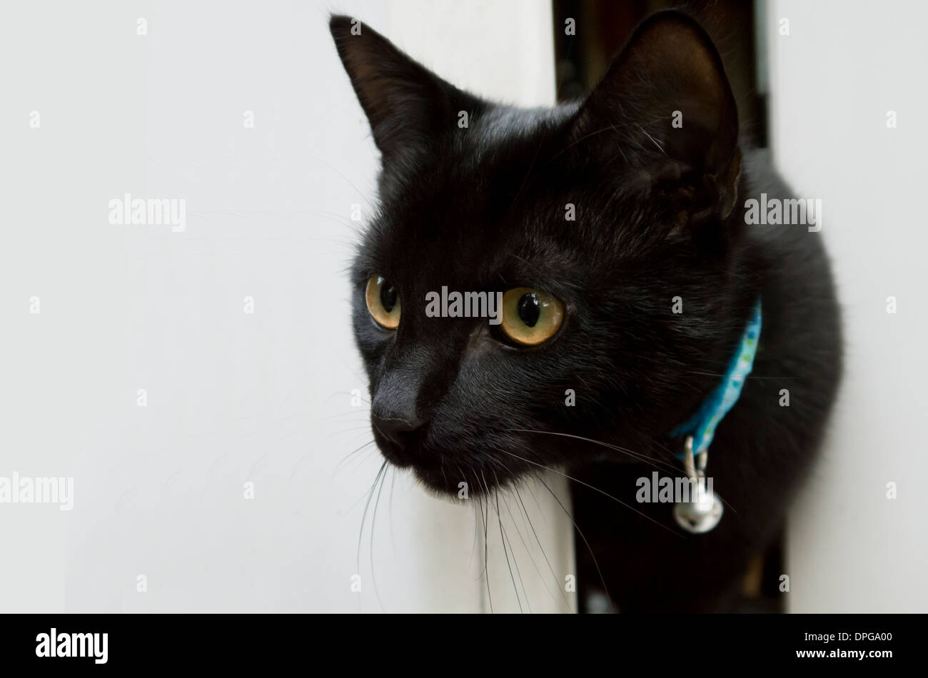 cat black prowling Stock Photo - Alamy