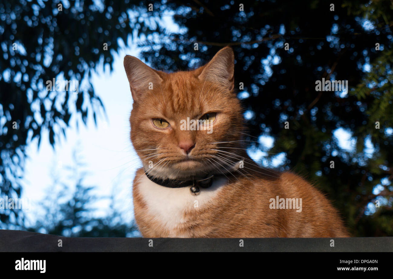 Cat weird face hi-res stock photography and images - Alamy