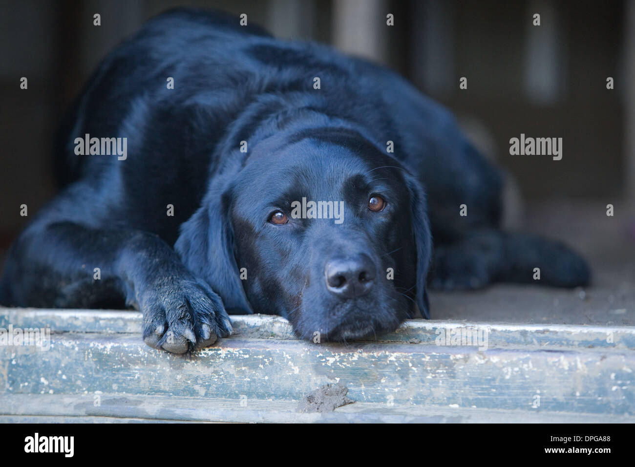 A Black Labrador Retriever laying down in a trailer on a pheasant shoot ...