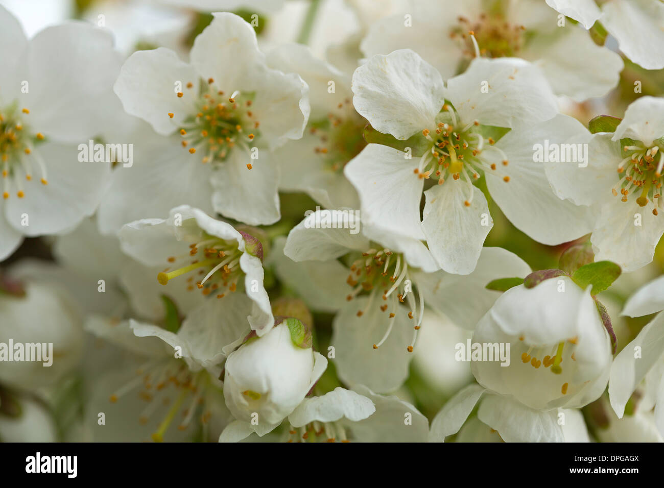 Spring cherry blossoms near the Columbia River Gorge, Oregon. USA Stock ...