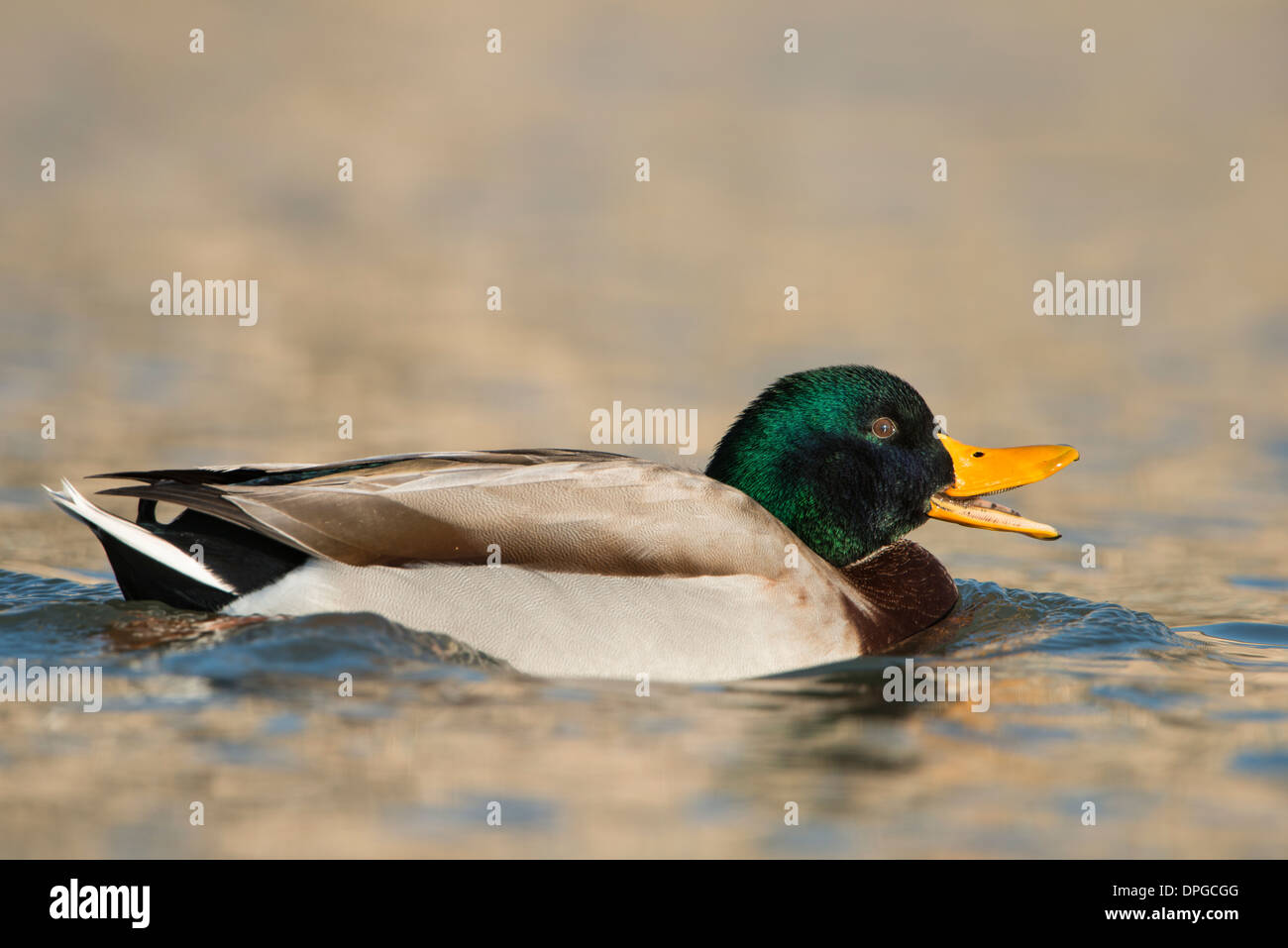 Quacking Mallard Drake (Anas platyrhynchos), North Texas Stock Photo ...