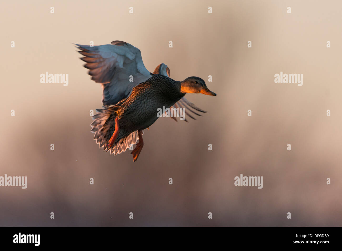 Mallard hen hi-res stock photography and images - Alamy