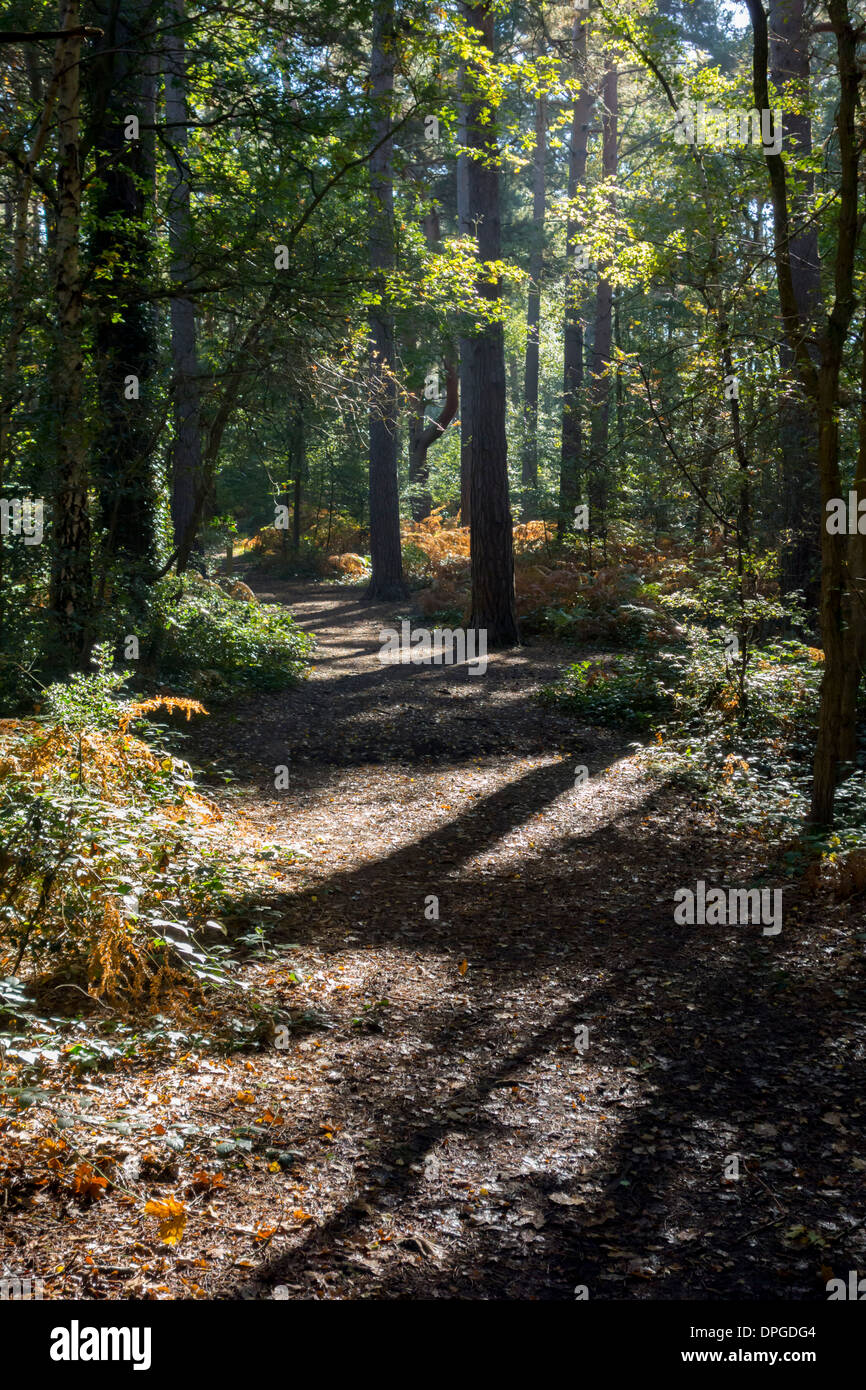 Europe, UK, England, Surrey forest track Stock Photo - Alamy