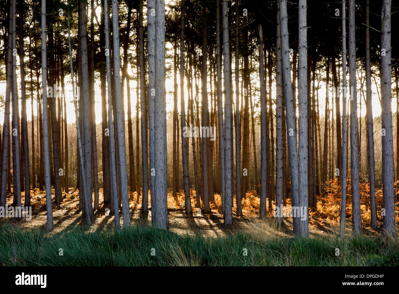 Linear forest hi-res stock photography and images - Alamy