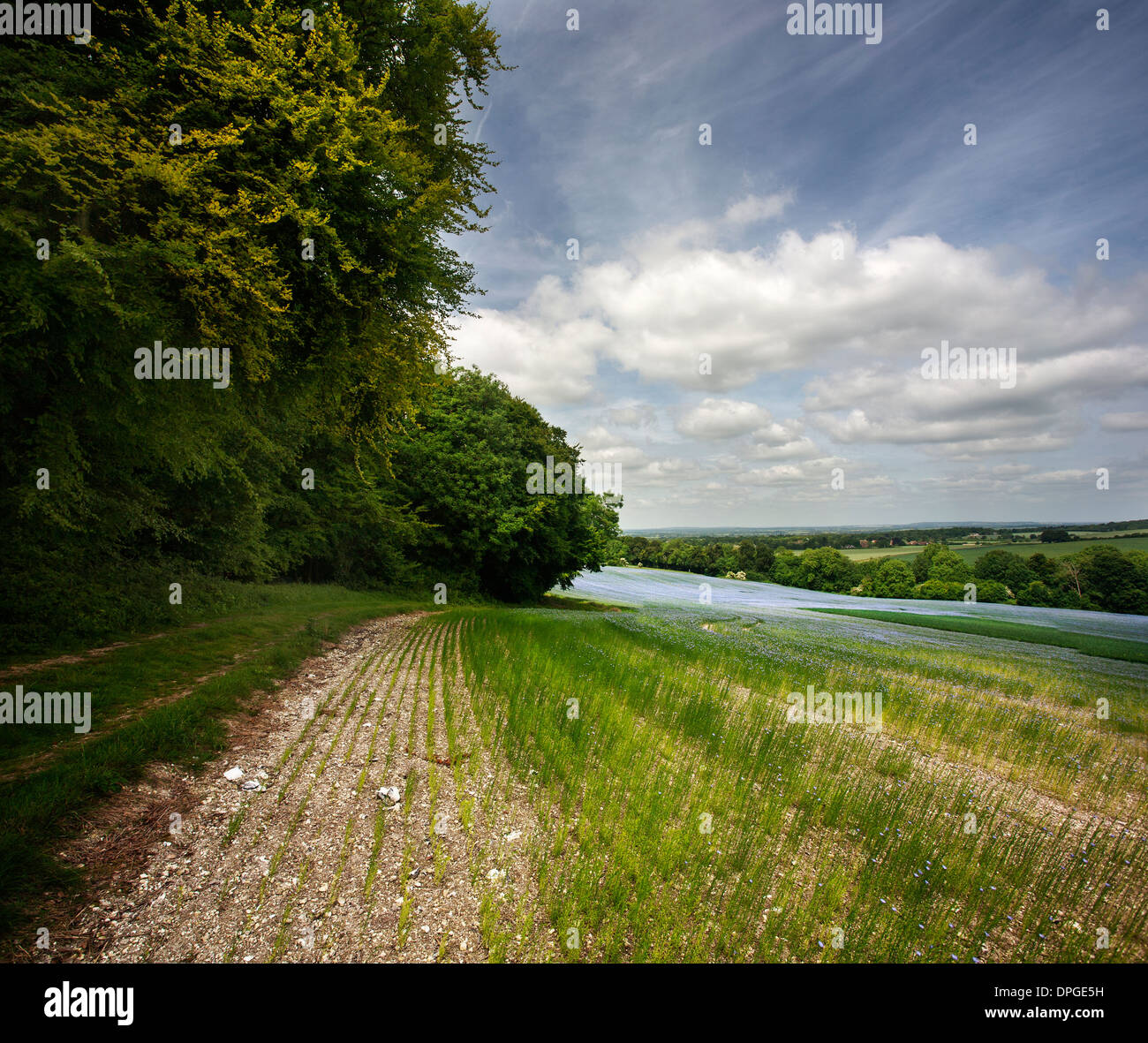 Linseed crop hi-res stock photography and images - Alamy