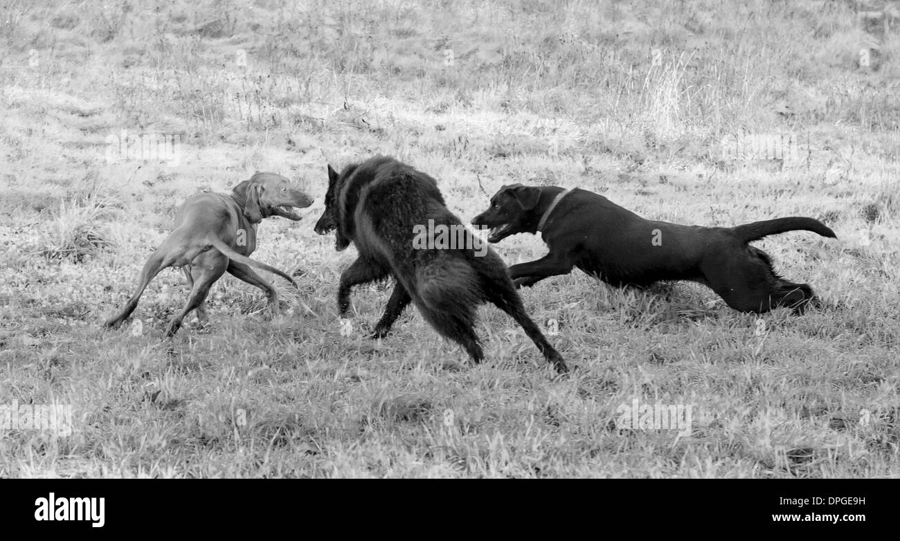 A Groenendael Belgian Shepherd, Hungarian Vizla and Black Labrador ...