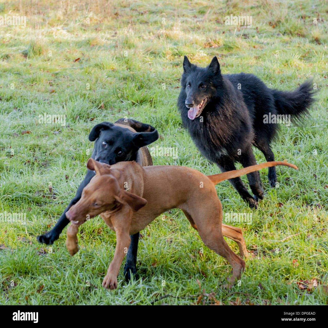 A Groenendael Belgian Shepherd, Hungarian Vizla and Black Labrador ...