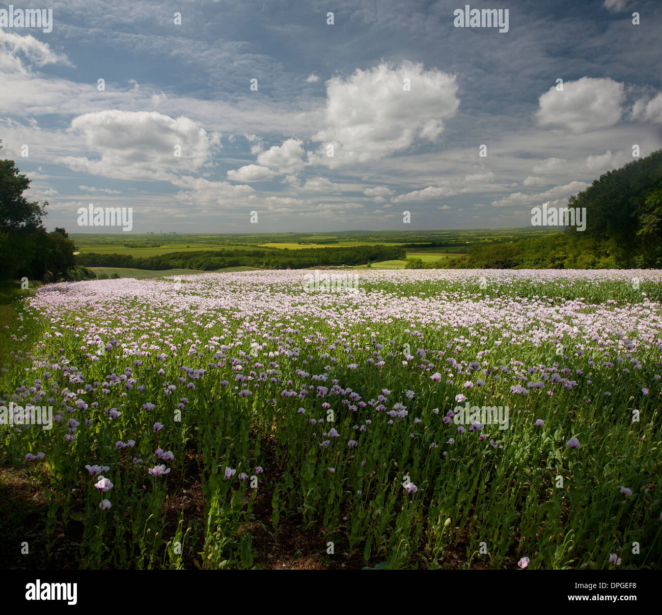 Morphine poppy hi-res stock photography and images - Alamy