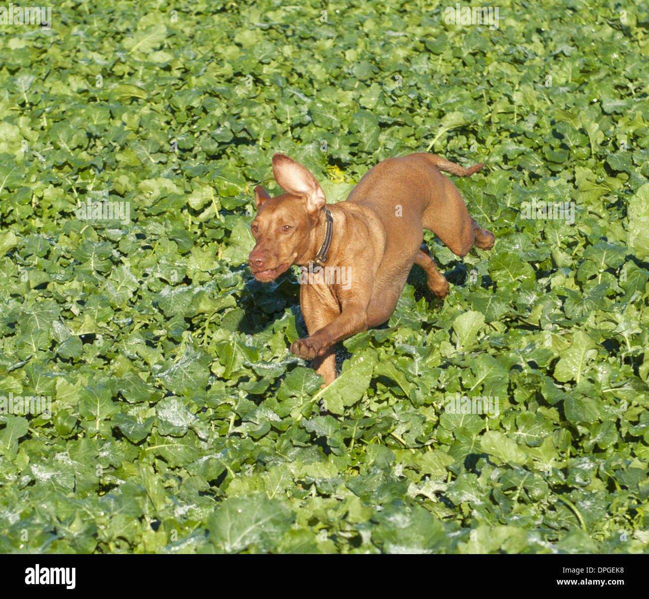 Hungarian Vizsla dog running in a field Stock Photo - Alamy