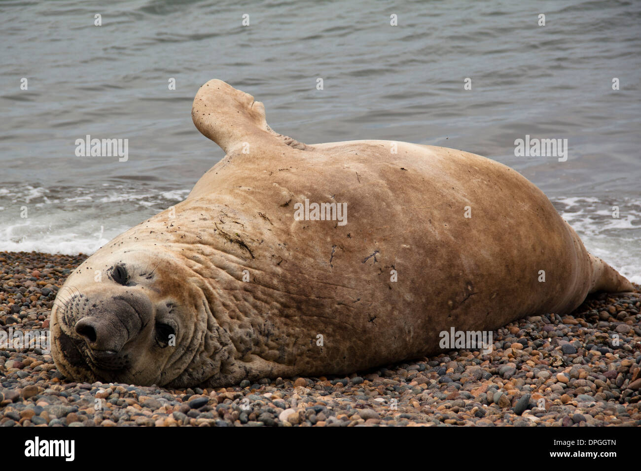 Sea elefant on the beach Stock Photo - Alamy