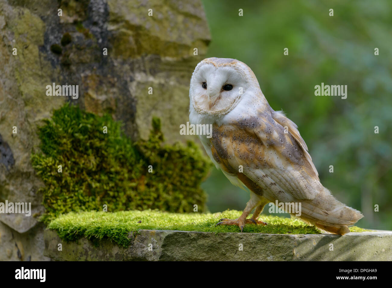 Schleiereule, Tyto alba, Barn Owl Stock Photo - Alamy