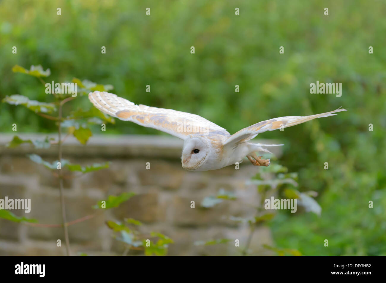 Schleiereule, Tyto alba, Barn Owl Stock Photo - Alamy