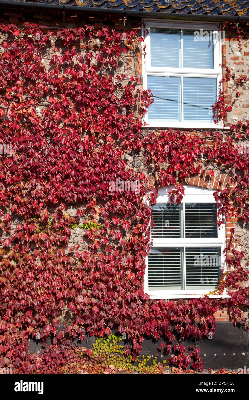 House wall covered in red ivy, Morston, Norfolk Stock Photo - Alamy