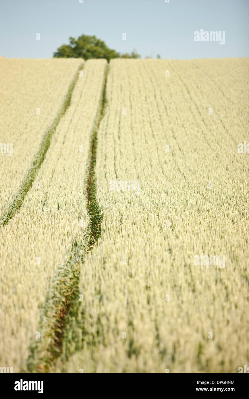 Vehicle for cutting hi-res stock photography and images - Alamy