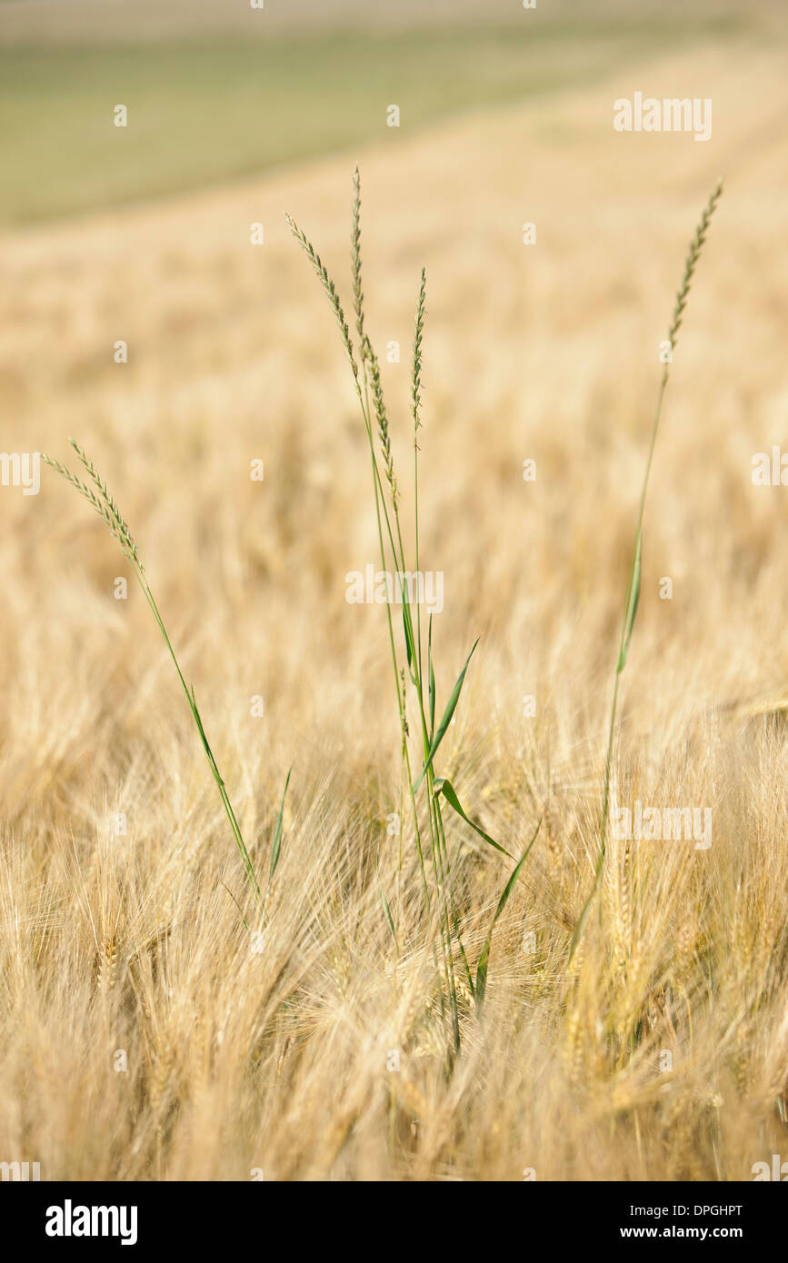 Wheat landscapes hi-res stock photography and images - Alamy