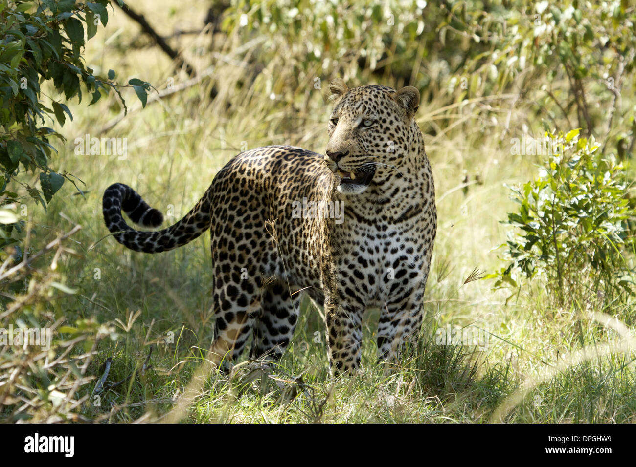Leopard, Lewa Conservancy, Kenya, Africa Stock Photo - Alamy