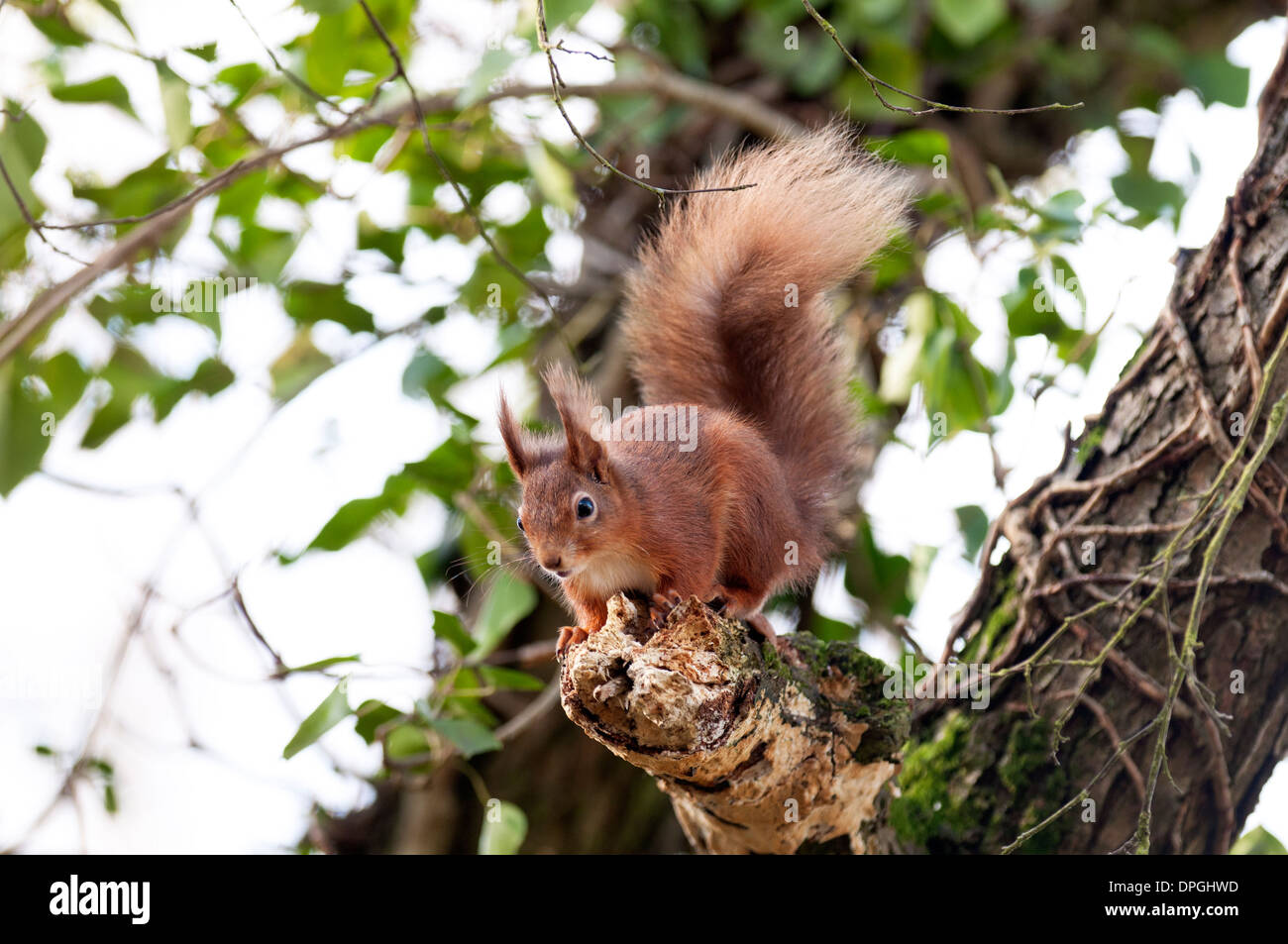 Red squirrel (Sciurus vulgaris) in a tree Stock Photo - Alamy